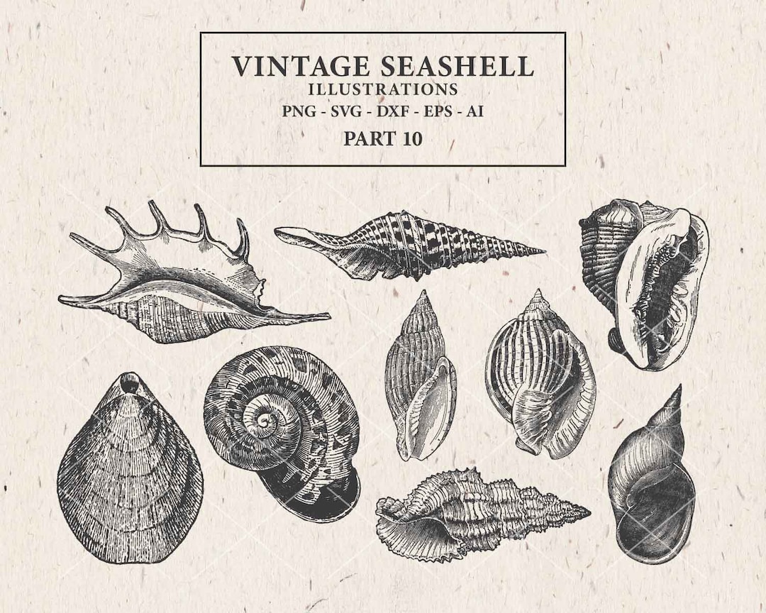 Vintage Seashell Illustrations SVG Bundle: Antique Nautical & Marine ...