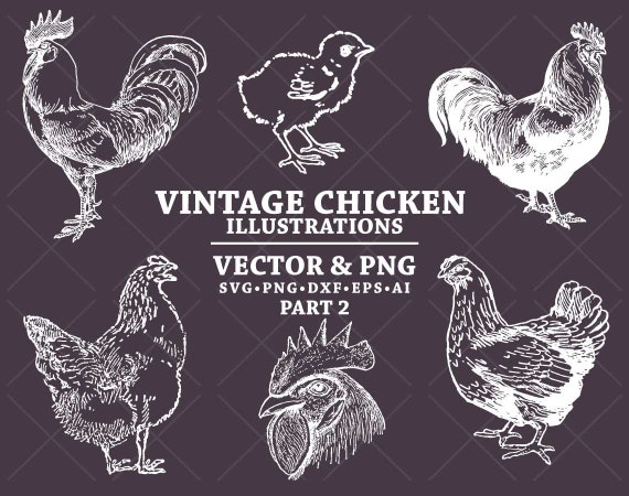 Vintage Chicken Drawings