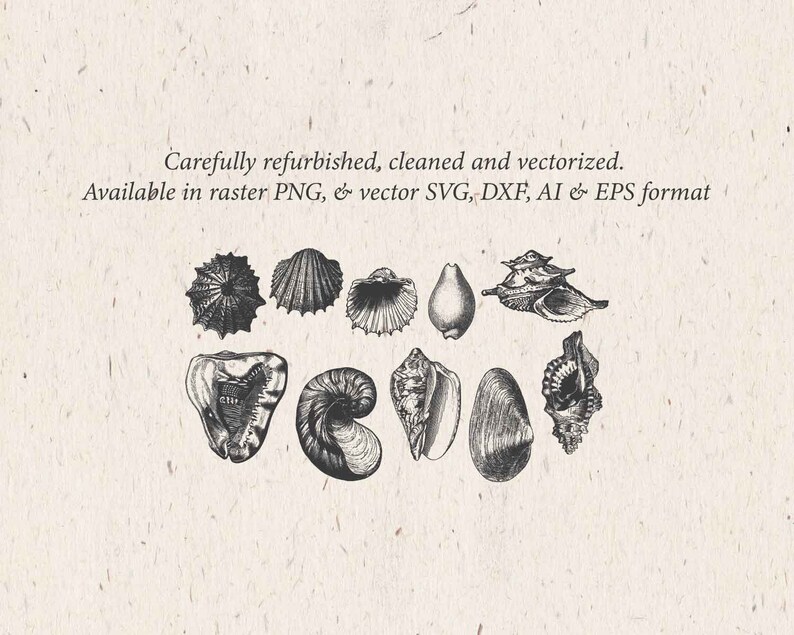 Vintage Seashell Illustrations SVG Bundle: Antique Nautical & Marine ...