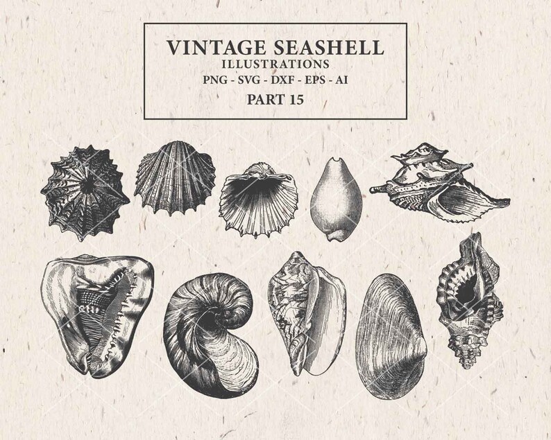 Vintage Seashell Illustrations SVG Bundle: Antique Nautical & Marine ...