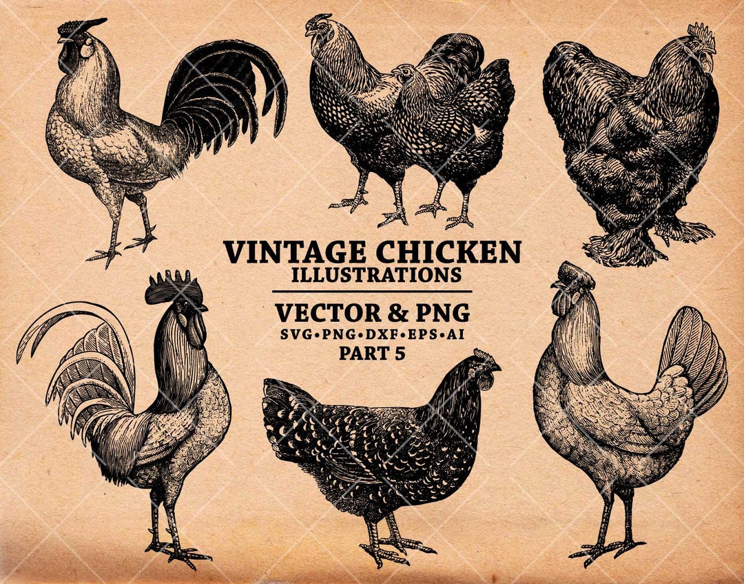 Pollo SVG Dibujo de pollo vintage Ilustración de pollo - Etsy México