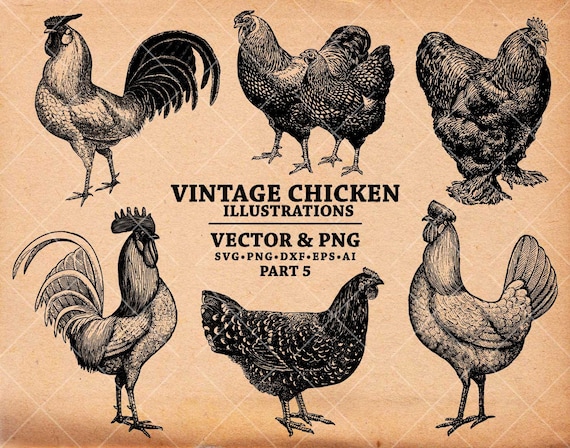 Chicken Illustration Vintage