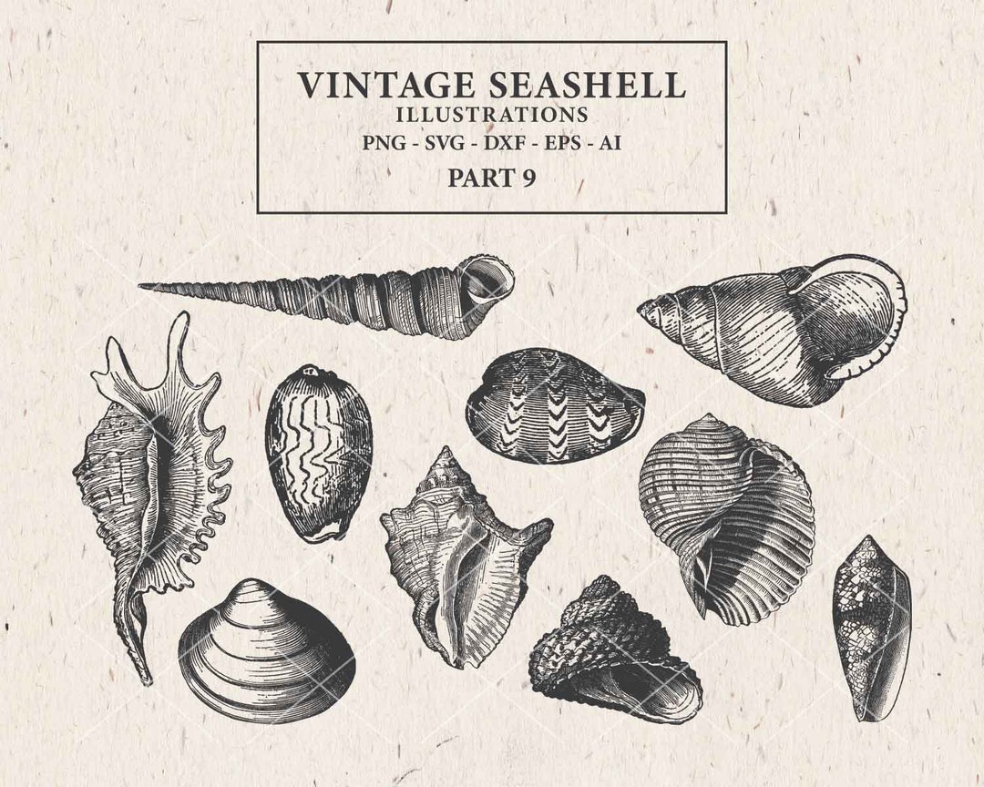 Vintage Seashell Illustrations SVG PNG Clipart, Printable Antique ...