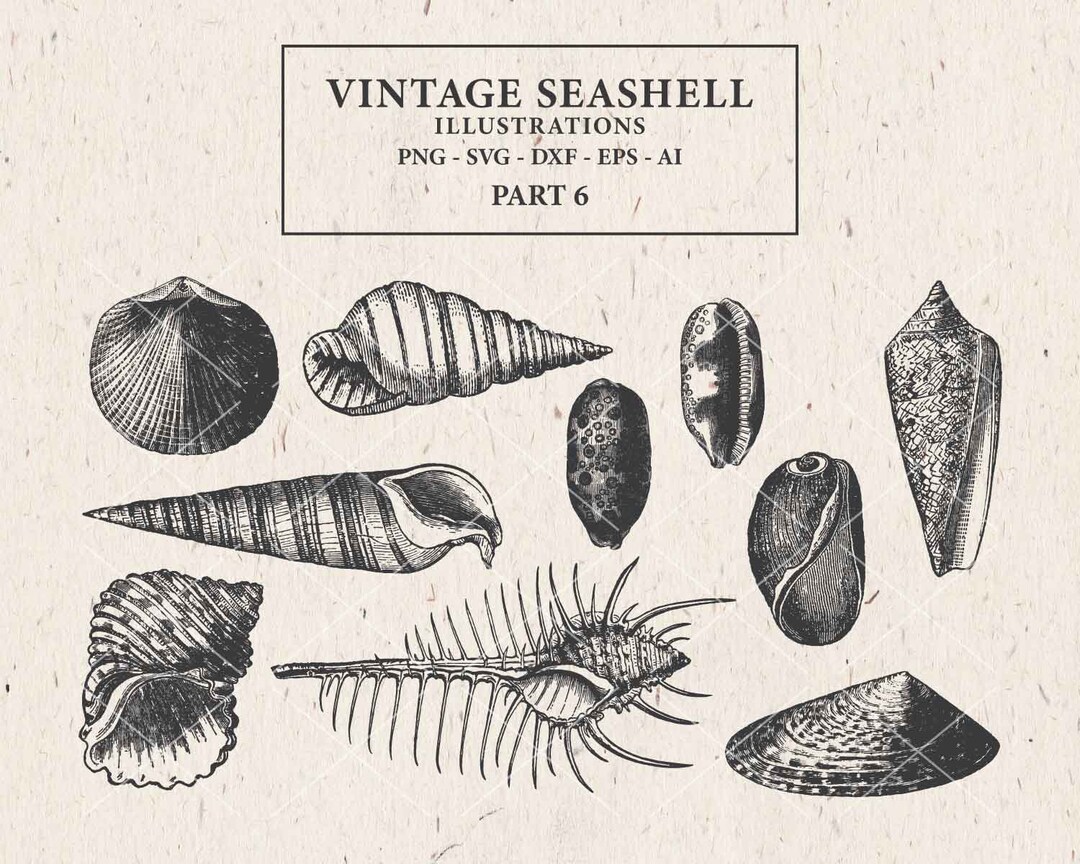 Vintage Seashell Illustrations SVG Bundle: Antique Nautical & Marine ...