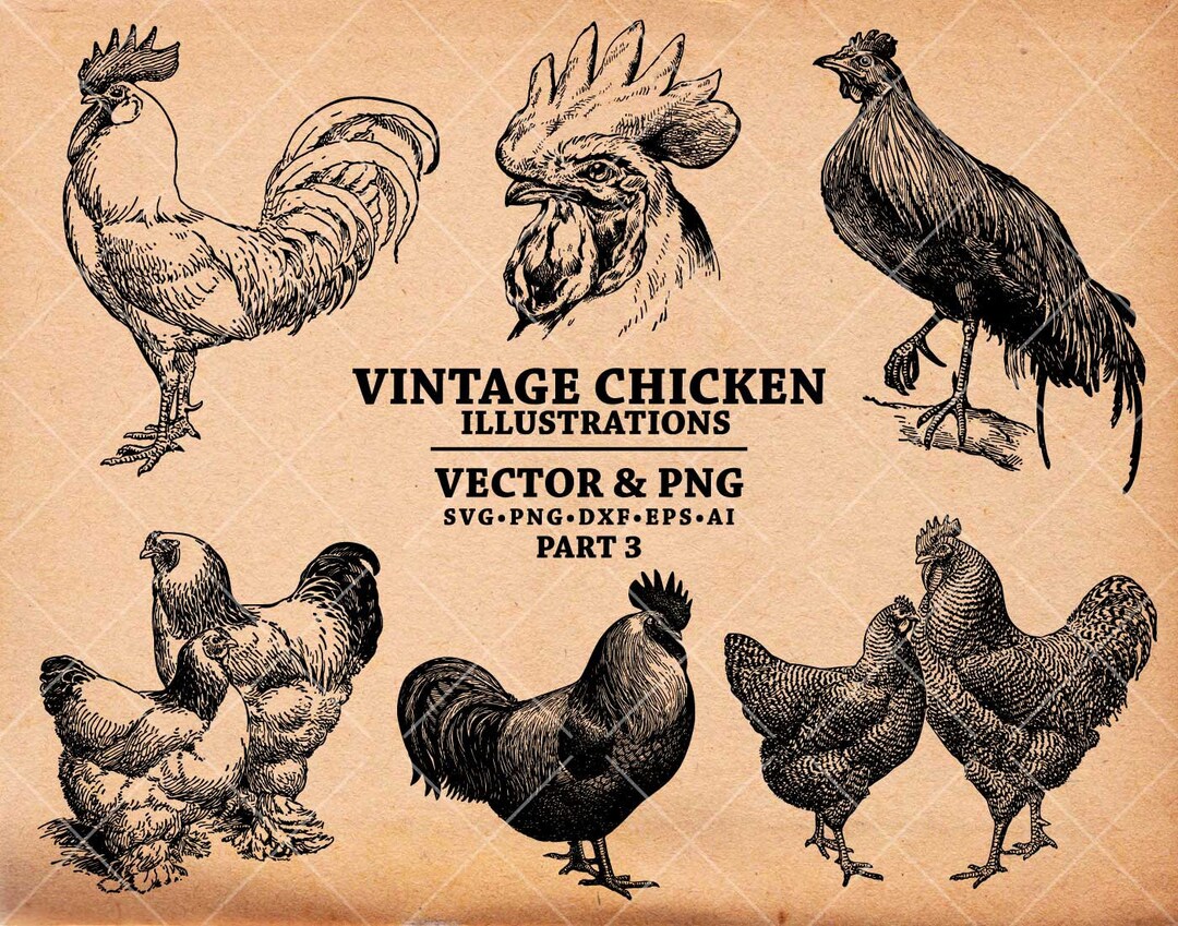 Pollo SVG, Dibujo de pollo vintage, Ilustración de pollo dibujado a mano, Pollos Clipart Svg Dxf ...