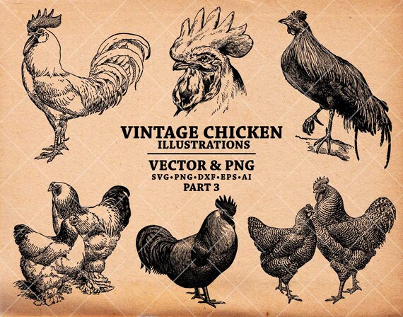 Vintage Chicken Drawing Columbian Wyandotte Chickens. Genuine Antique