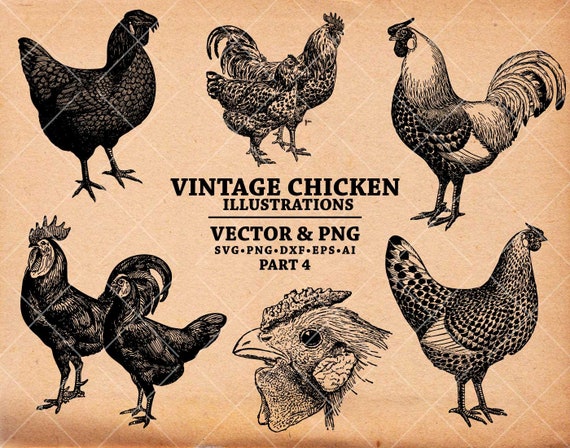 Vintage Chicken Vector