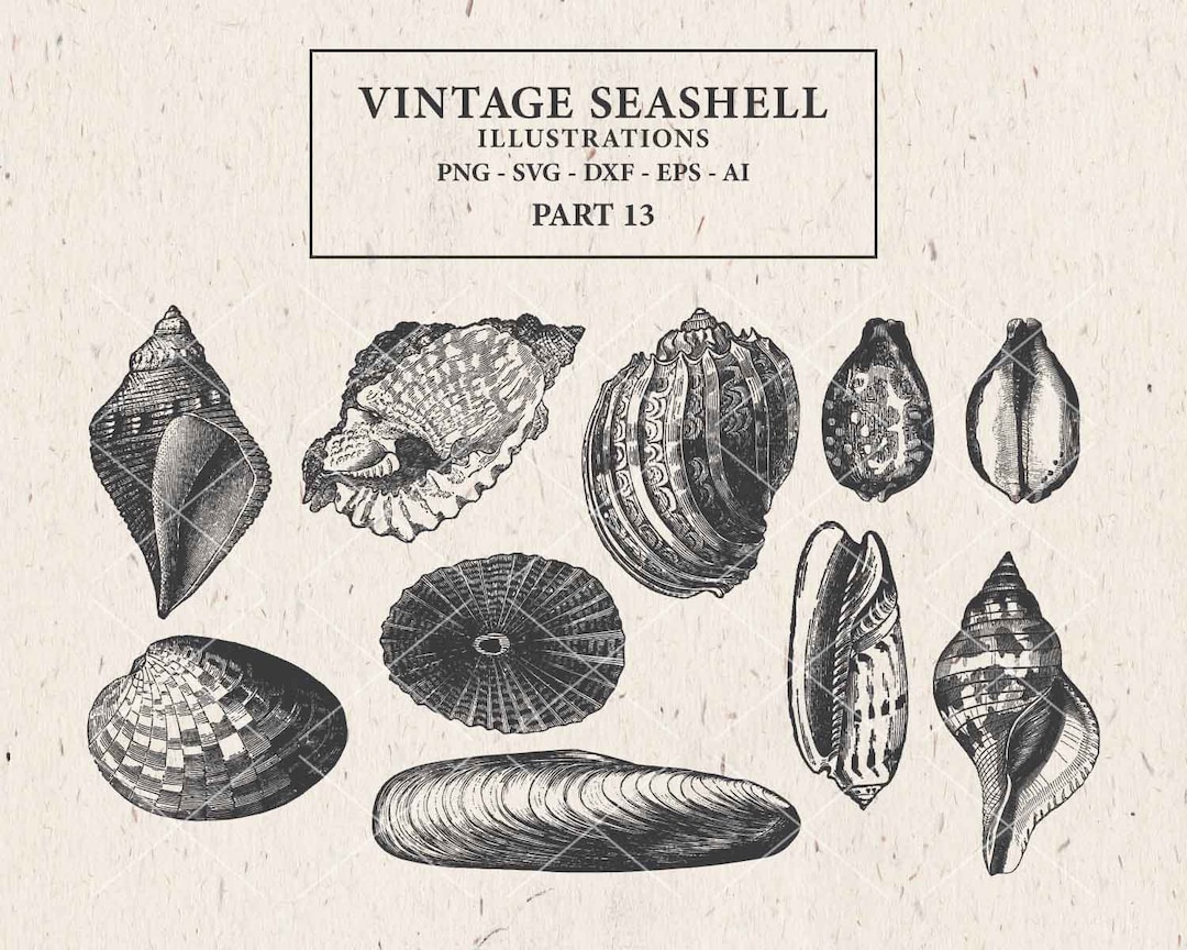 Vintage Seashell Illustrations SVG Bundle: Antique Nautical & Marine ...