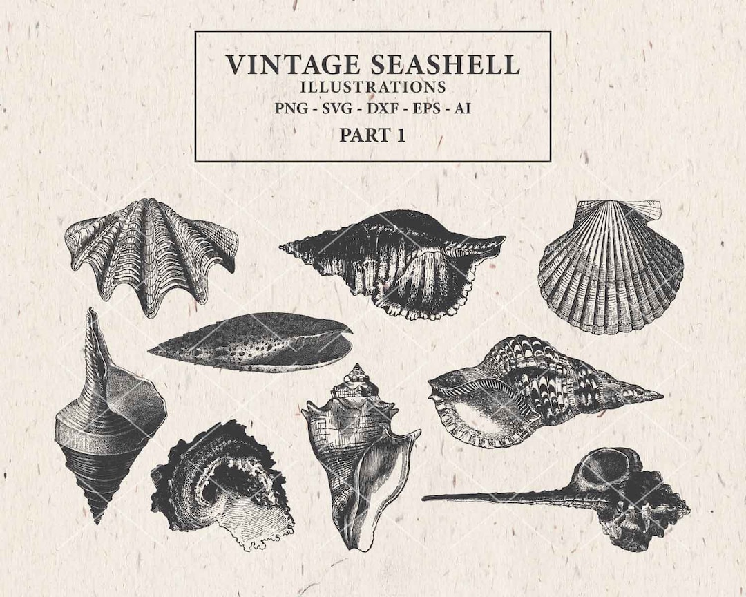 Vintage Seashell Illustrations SVG PNG Clipart, Printable Antique ...