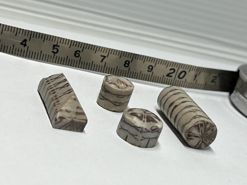 Natural Crinoid Fossil Stone – Ancient Sea Lily Fossil – Unique ...