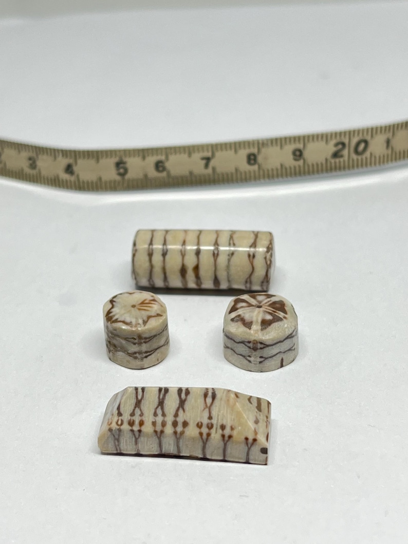 Natural Crinoid Fossil Stone – Ancient Sea Lily Fossil – Unique ...