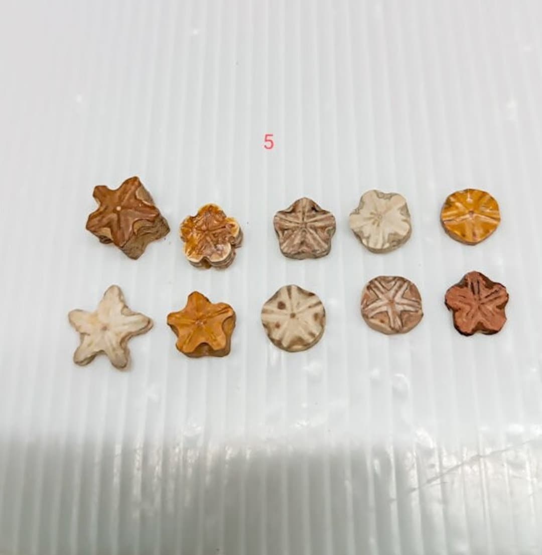 Crinoid Star Fossil, Natural and Unpainted, Fairy Coins , for ...