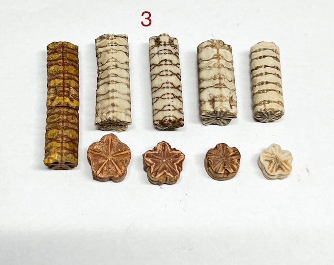 9 Piece Natural Crinoid Fossil Set – Raw, Unpolished Sea Lily Fossils ...