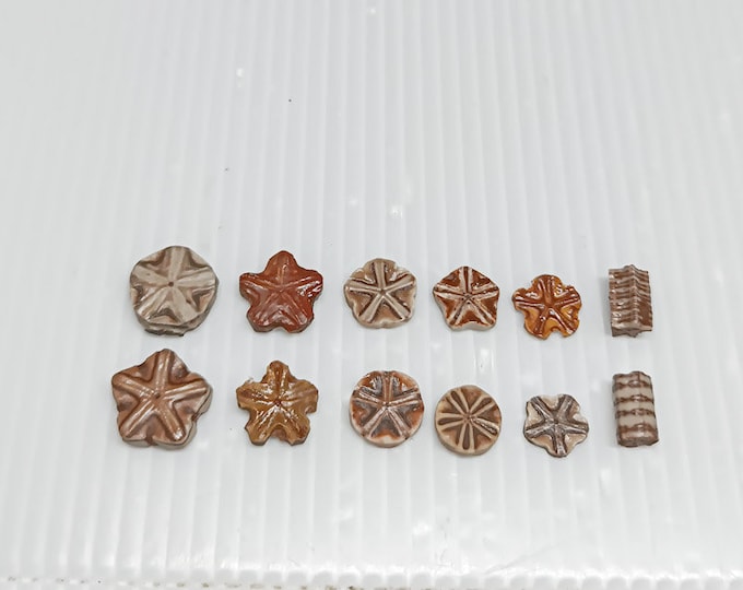 Crinoid Fossils Tiny Star Fossil Polished Mix Shape Natural Crinoid