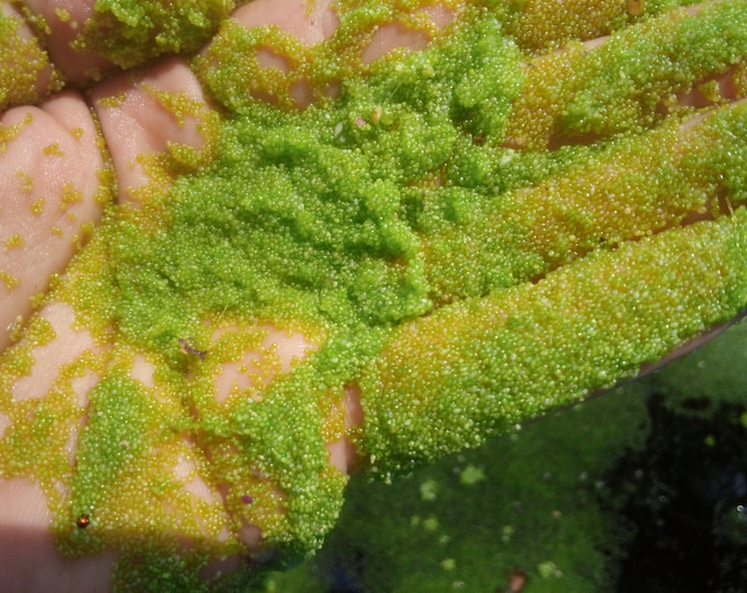 Wolffia - Asian Watermeal - Fish Food - 1 Tablespoon of Live Aquatic ...