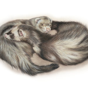 Ferret, Ferrets, Ferret Cards, Blank Card, Ferret Greeting Cards ...