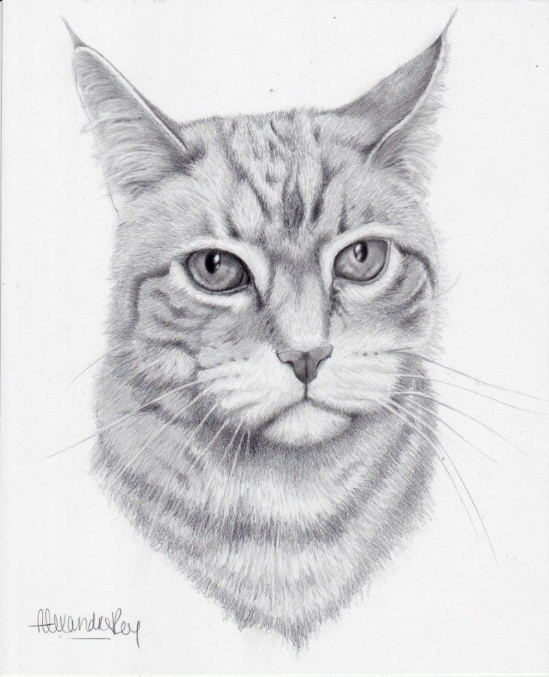 Custom Cat Drawing from photo Pet drawing Cat Memorial Pet | Etsy