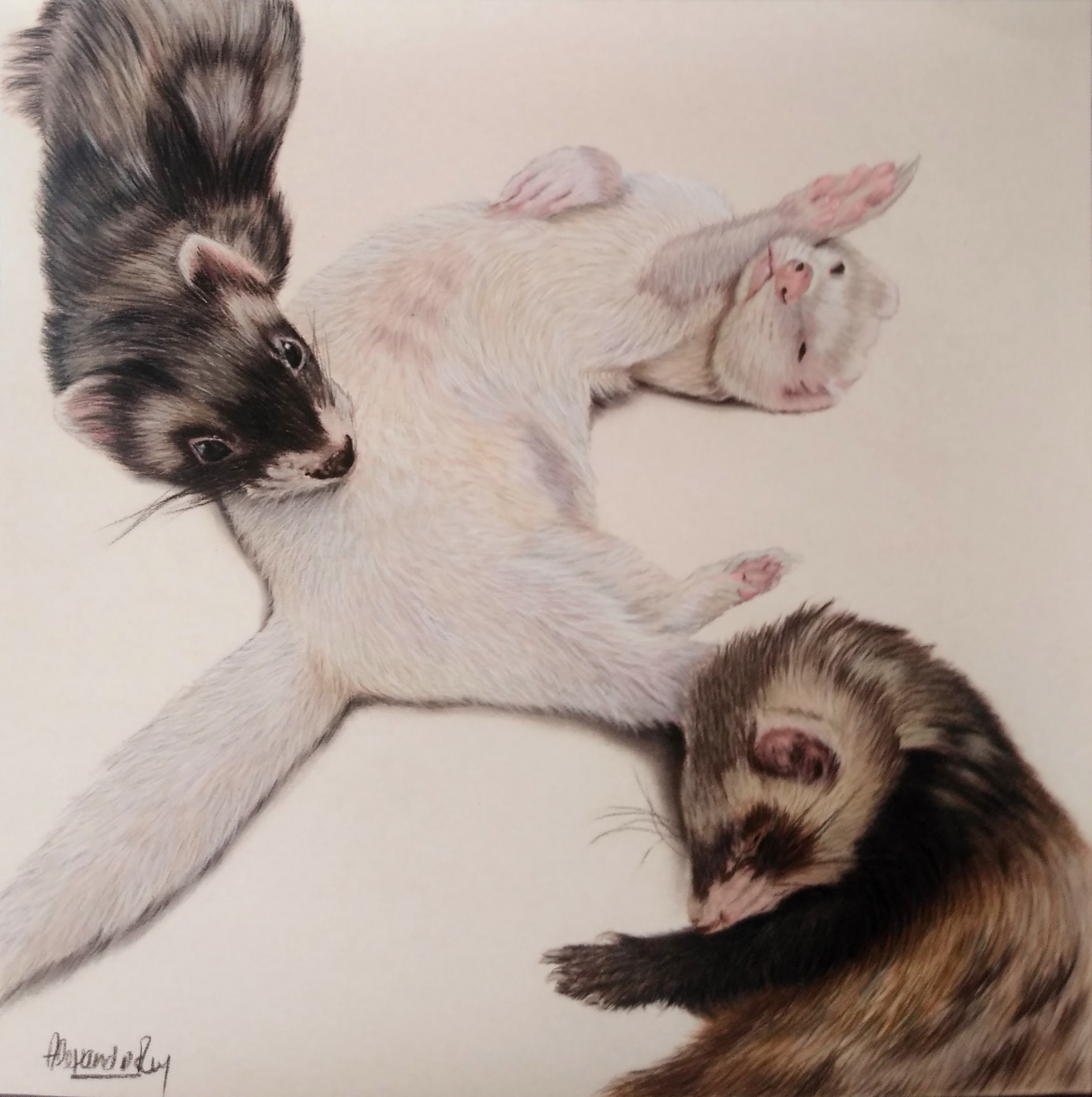 FERRET GIFT, Ferret, Ferret Lover Gift, , Portrait From Photo, Ferret ...