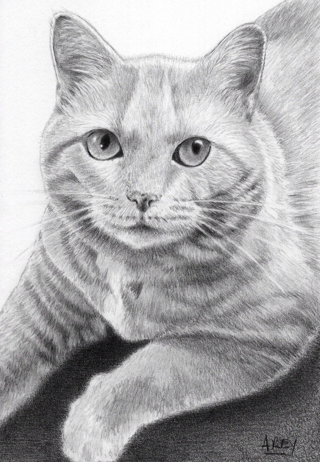 Custom Cat Drawing From Photo, Pet Drawing, Cat Memorial, Pet Portrait ...