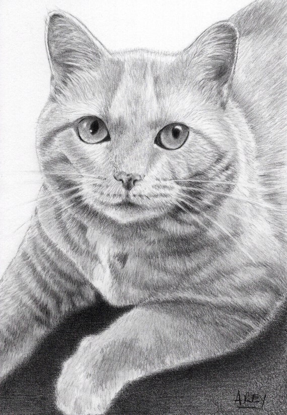 Custom Cat Drawing from photo Pet drawing Cat Memorial Pet | Etsy