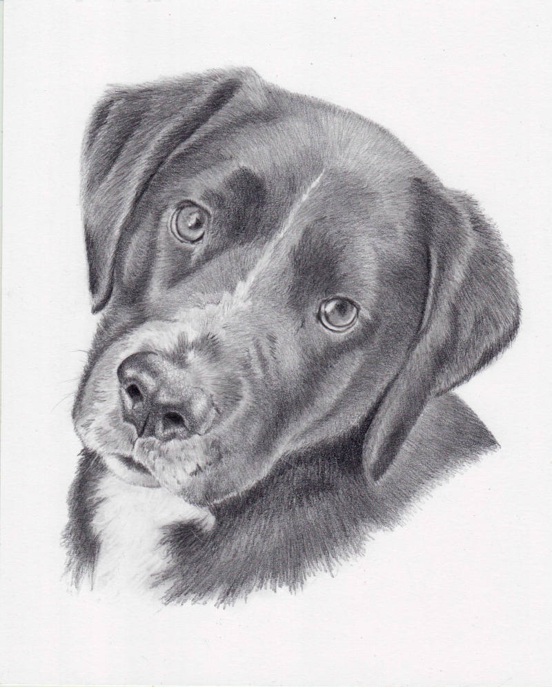CUSTOM PET PORTRAIT From Your Favorite Photo, Labrador, Custom Dog ...