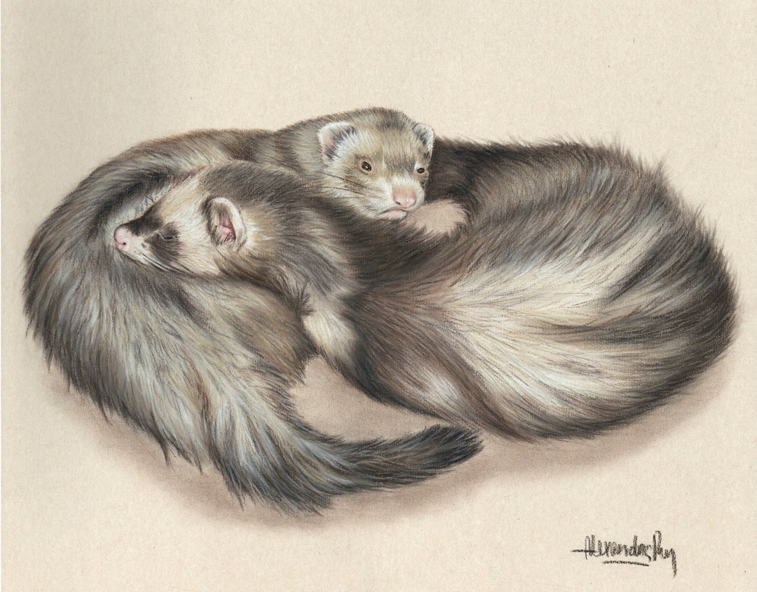 FERRET GIFT, Ferret, Ferret Lover Gift, , Portrait From Photo, Ferret ...