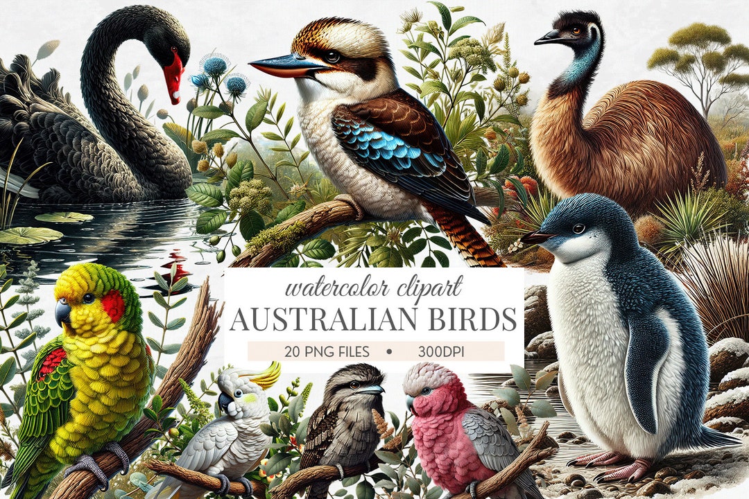 Australian Birds Clipart Collection, Watercolor Nature Elements, Aussie ...