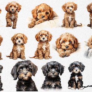 Cavapoo Clipart, Dog Breed Clipart, Watercolor Clip Art for Commercial ...
