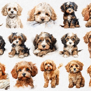 Cavapoo Watercolor Clipart: Dog Breed PNG Portraits (commercial Use) - Etsy
