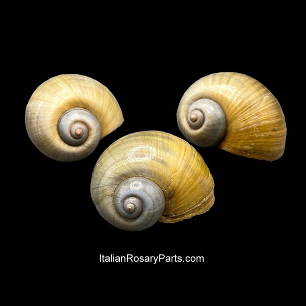 Apple Snail Shell - Etsy