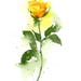 Yellow Rose Flower Yellow Rose Art Print Flower Wall - Etsy