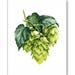 Hops - Art Print - Wall Decor - Watercolor Painting - Etsy