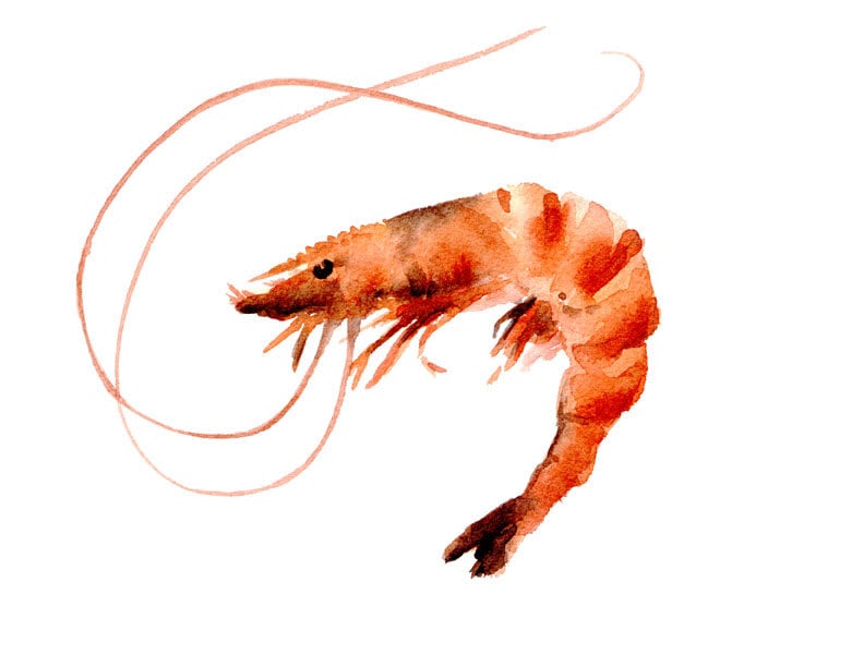 Shrimp Art Print Kitchen Art Wall Decor Watercolor - Etsy