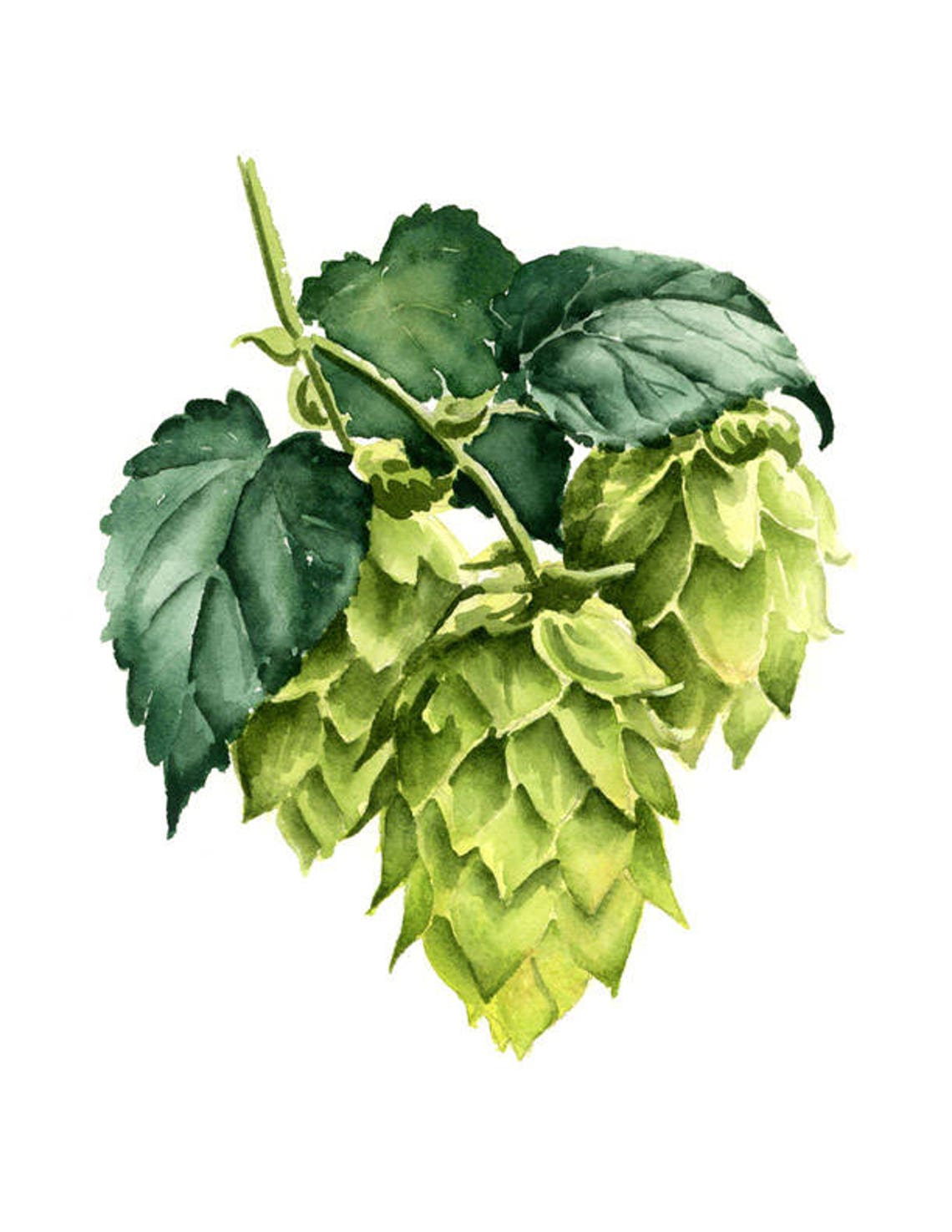 Hops Art Print Wall Decor Watercolor Painting - Etsy