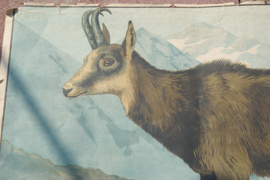 German School Educational Poster Circa 1890 Depicting a Chamois - Etsy