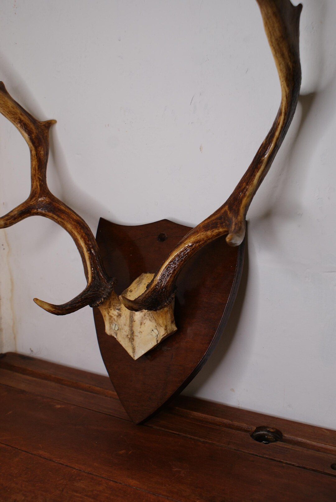 Large Mounted Red Deer Antlers - Etsy