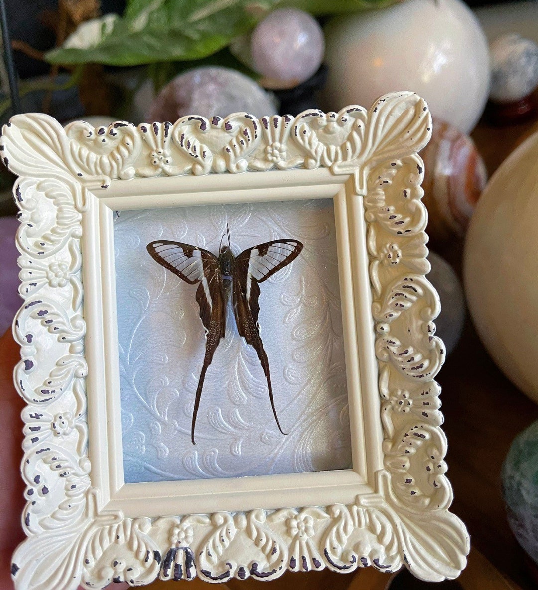 Butterfly Frame - Etsy