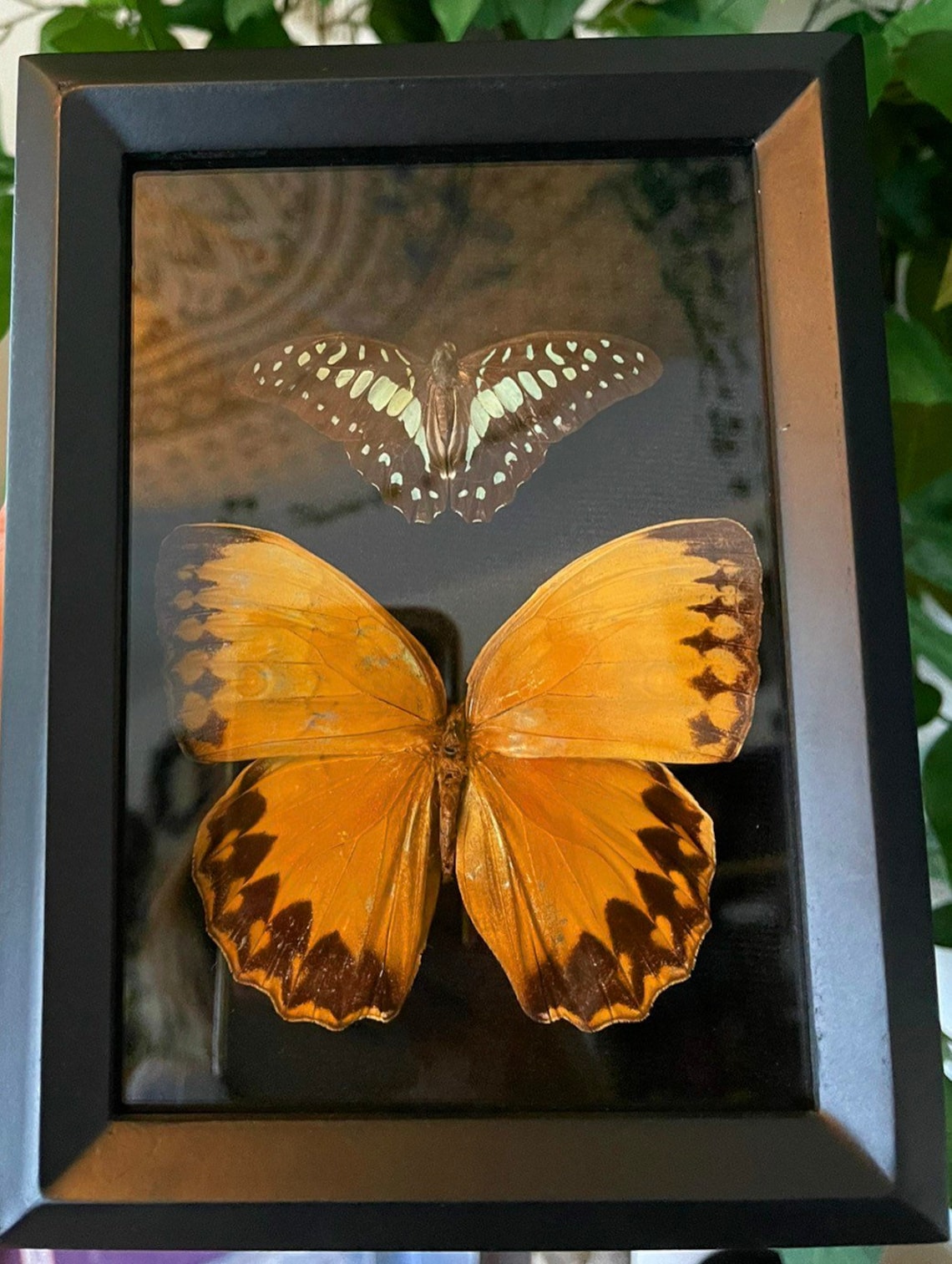 Real Butterfly Frame - Etsy