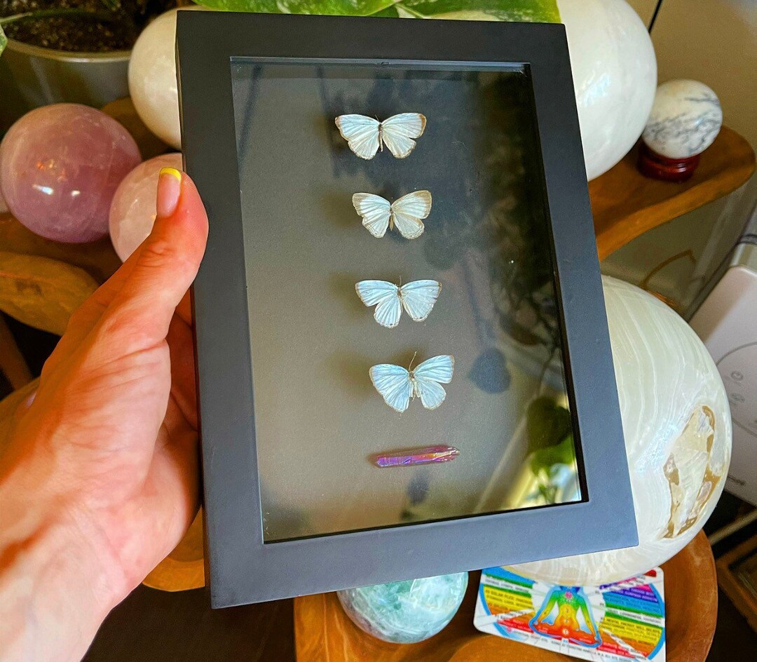 Real Butterfly Frame With 4 Butterflies - Etsy