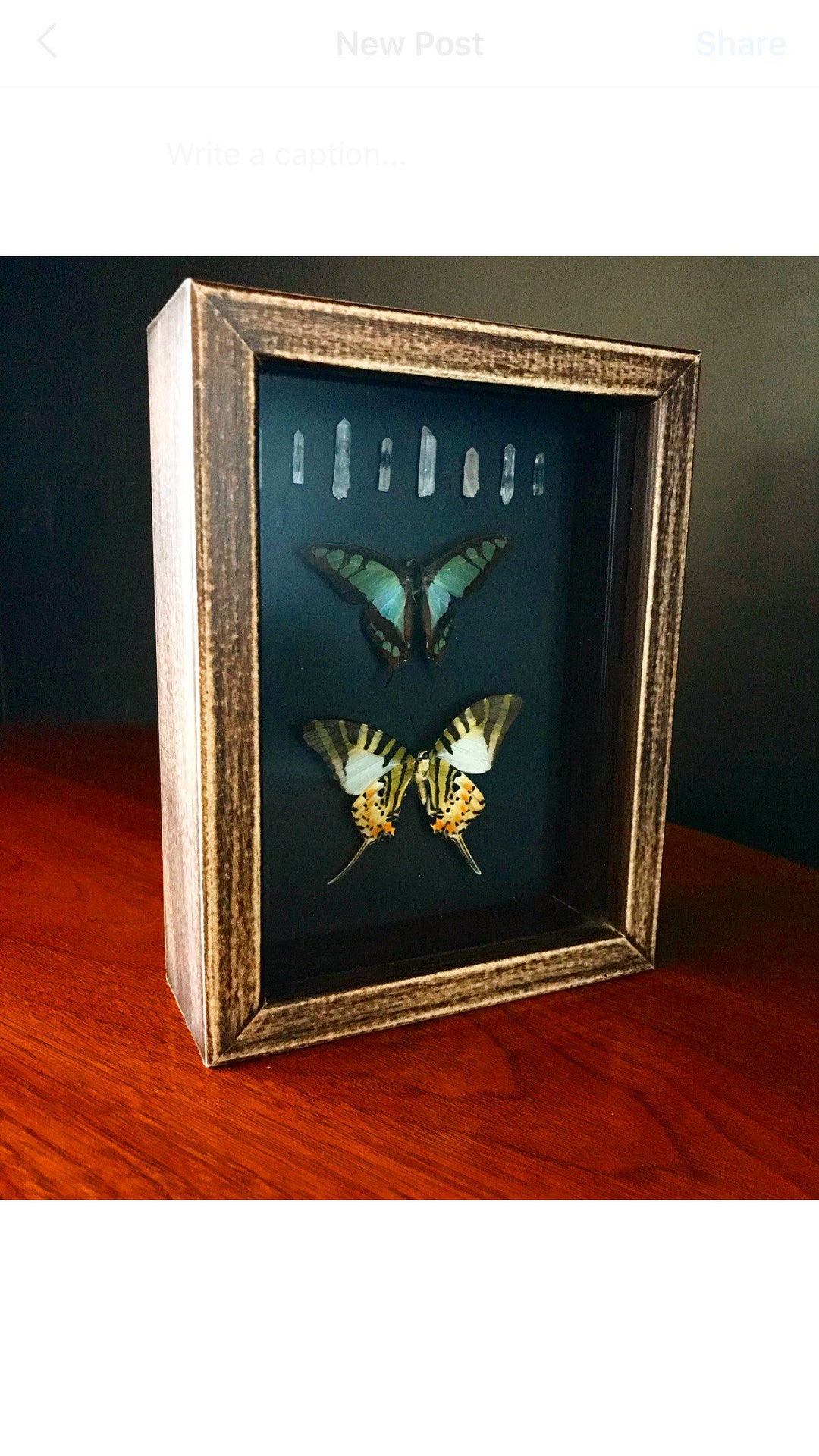 Real Butterfly Frame - Etsy