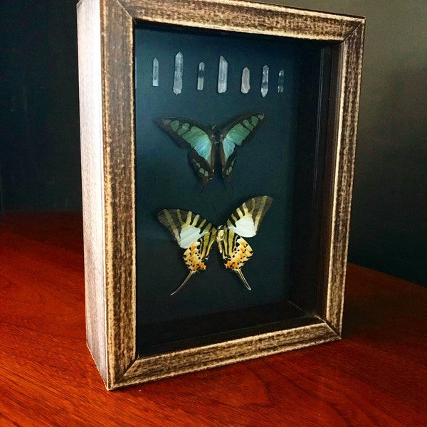 Real Butterfly Framed - Etsy