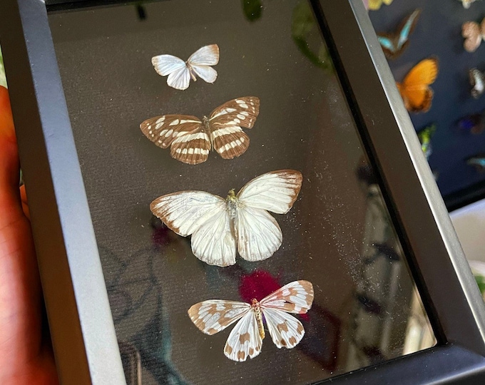 Real Butterfly Frame - Etsy