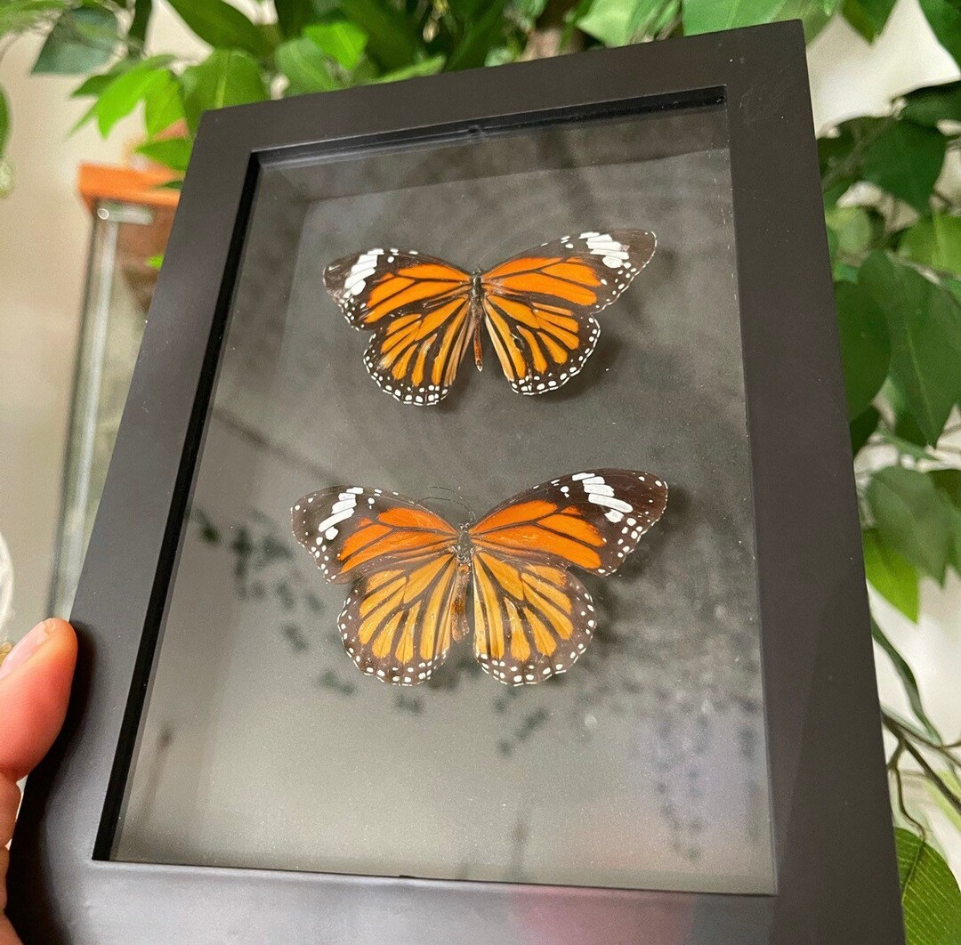 Double Monarch Butterfly Frame - Etsy