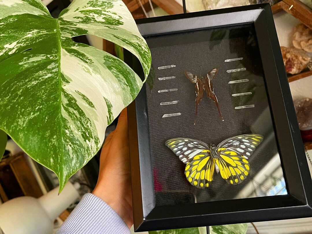 Butterfly Frame - Etsy