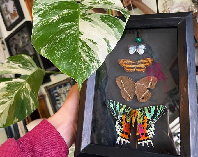 Real Butterfly Frame With 4 Butterflies - Etsy