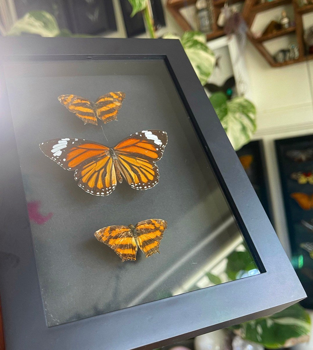 Real Butterfly Frame - Etsy