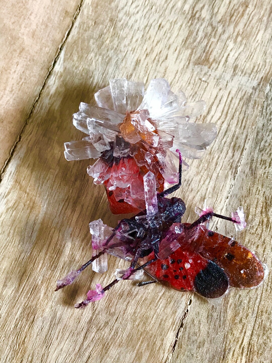 Penthicodes Pulchella Half Crystalized - Etsy