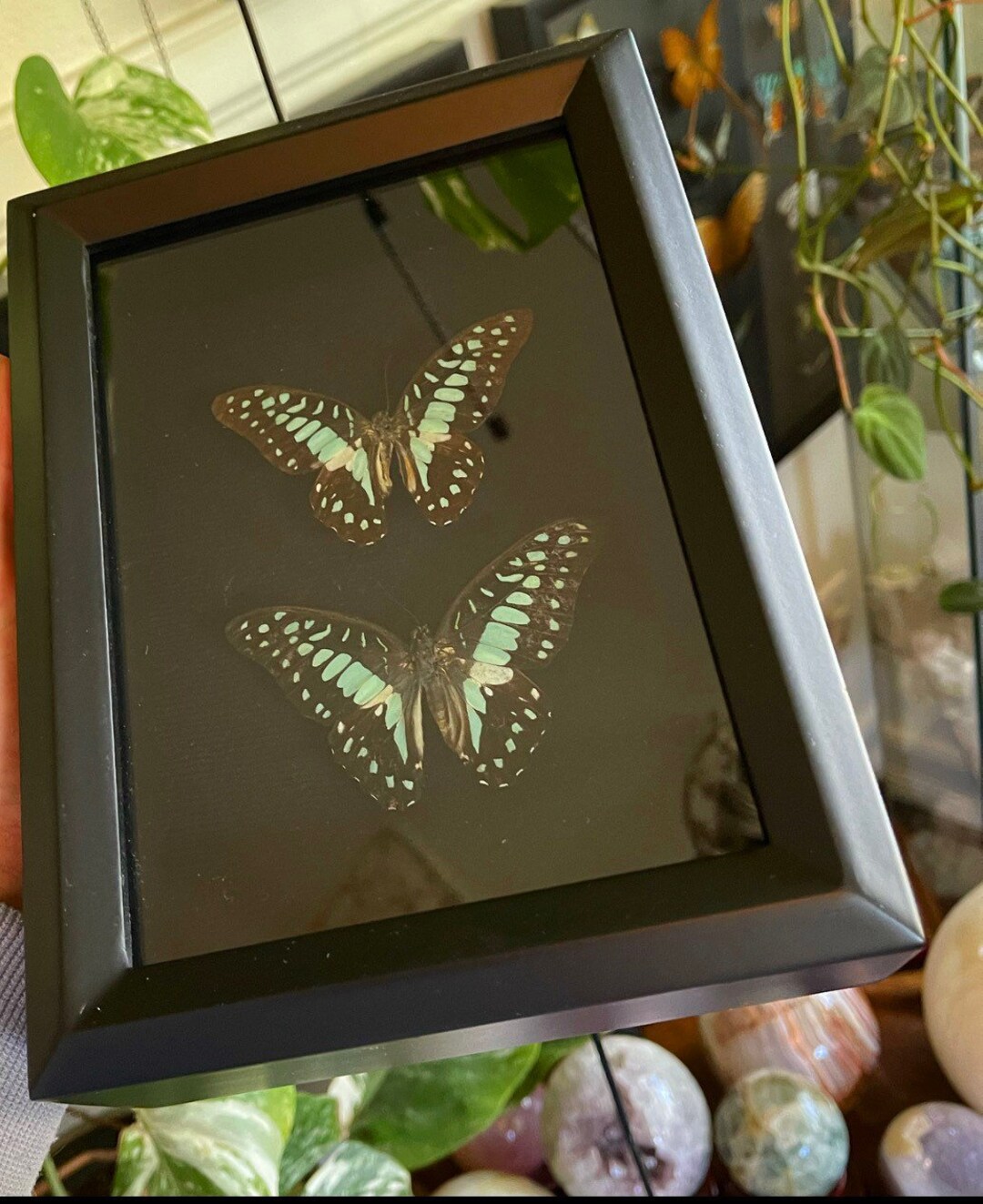 Real Butterfly Frame - Etsy