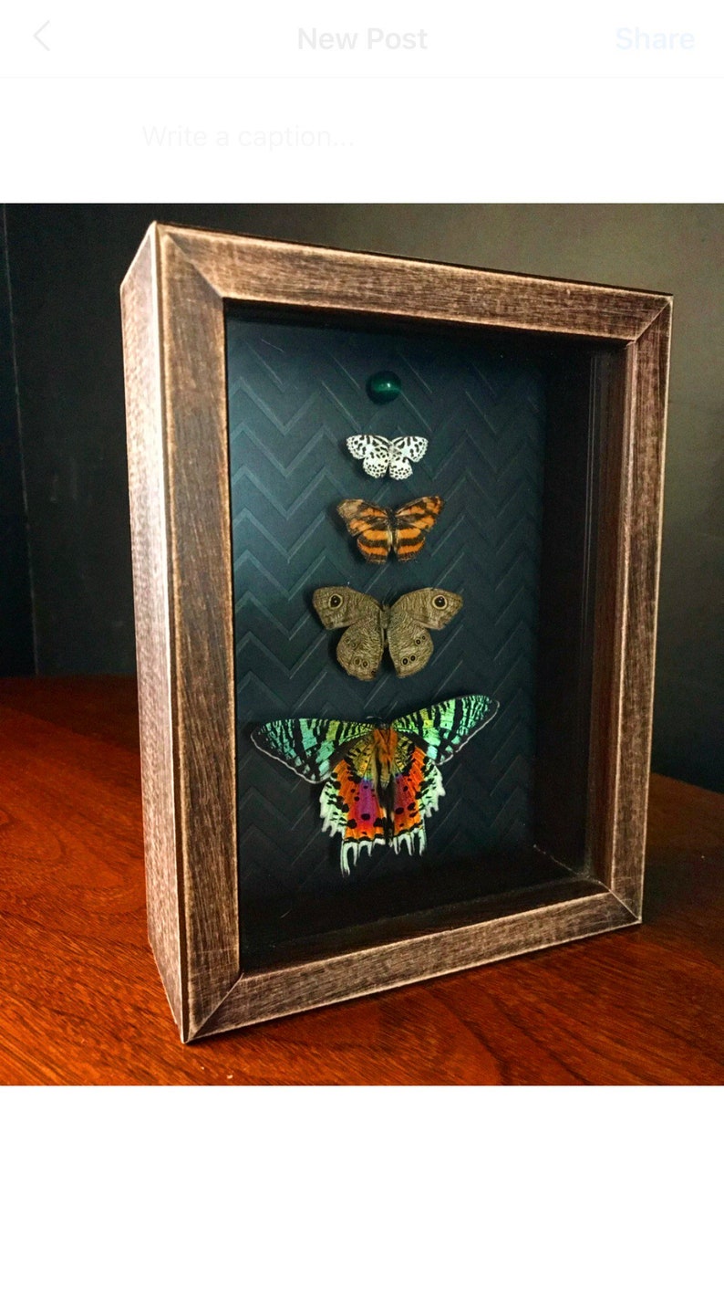 Real Butterfly Frame with 4 butterflies | Etsy