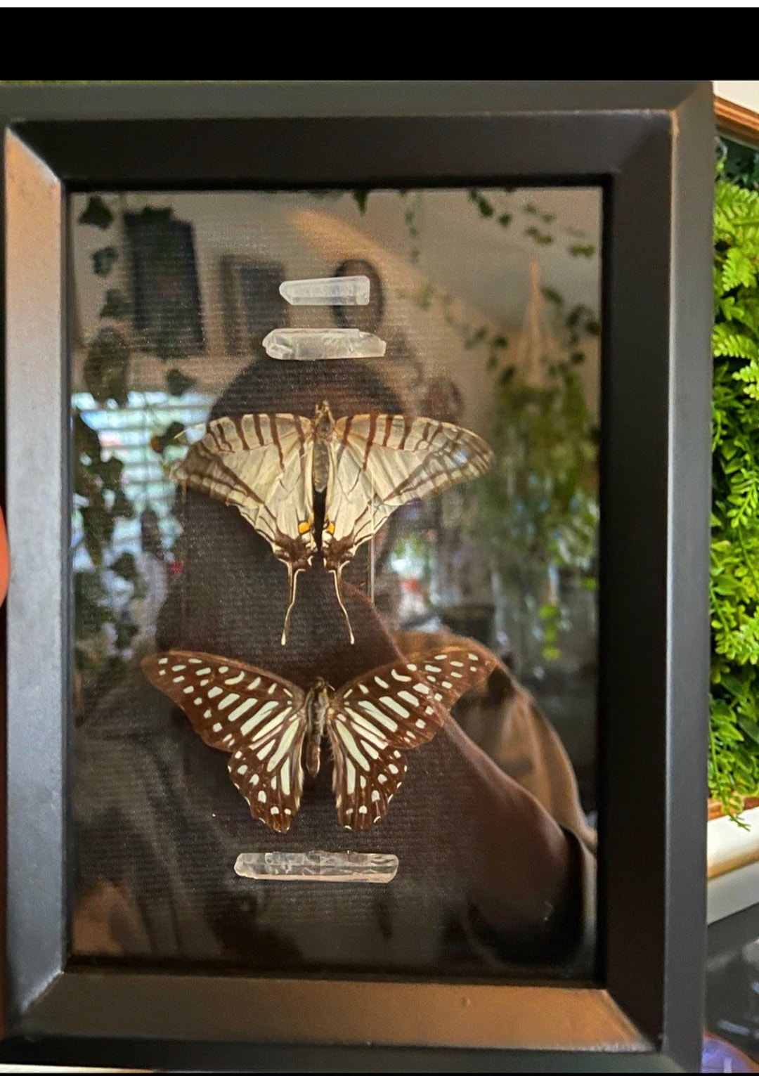 Real Butterfly Frame - Etsy